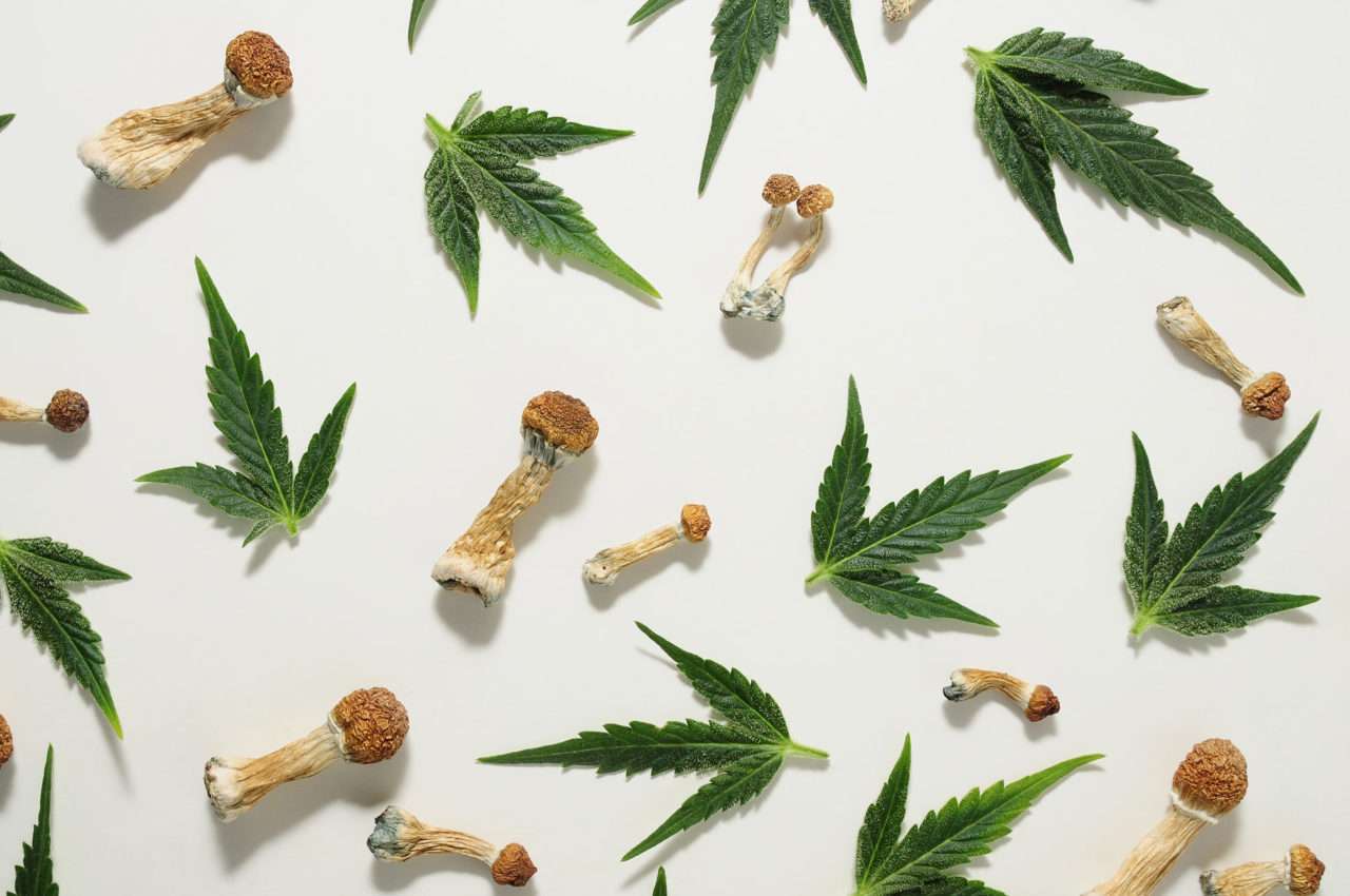 Marketing Magic: The Future of Cannabis and Shrooms Marketing | Hawke Media